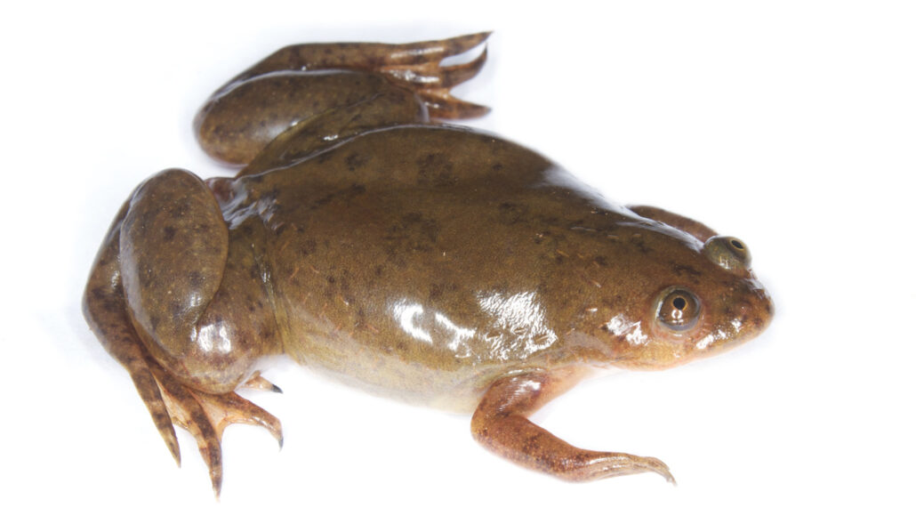 A new device helps frogs regrow working legs after an amputation ...