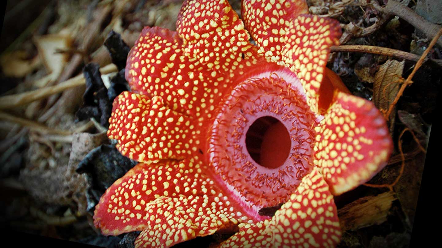 A reeking, parasitic plant lost its body and much of its genetic ...