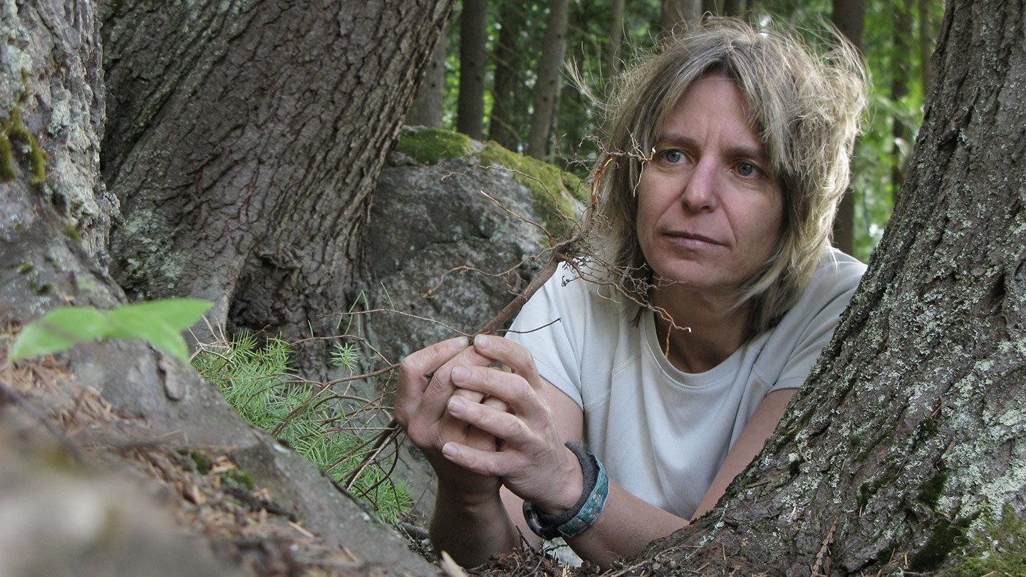 An ecologist’s new book gets at the root of trees’ social lives - Ideas ...
