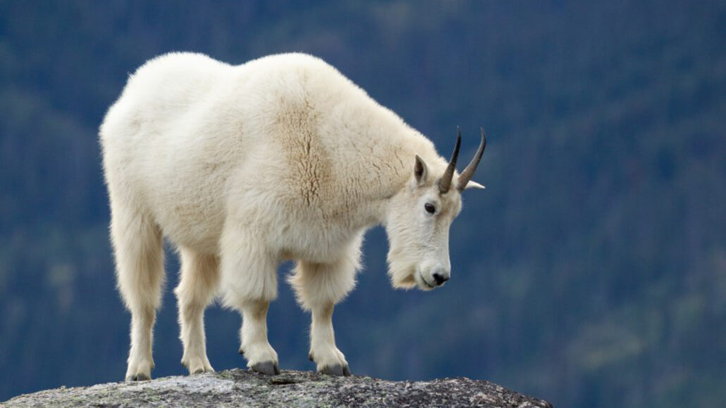 Culturally prized mountain goats may be vanishing from Indigenous land ...