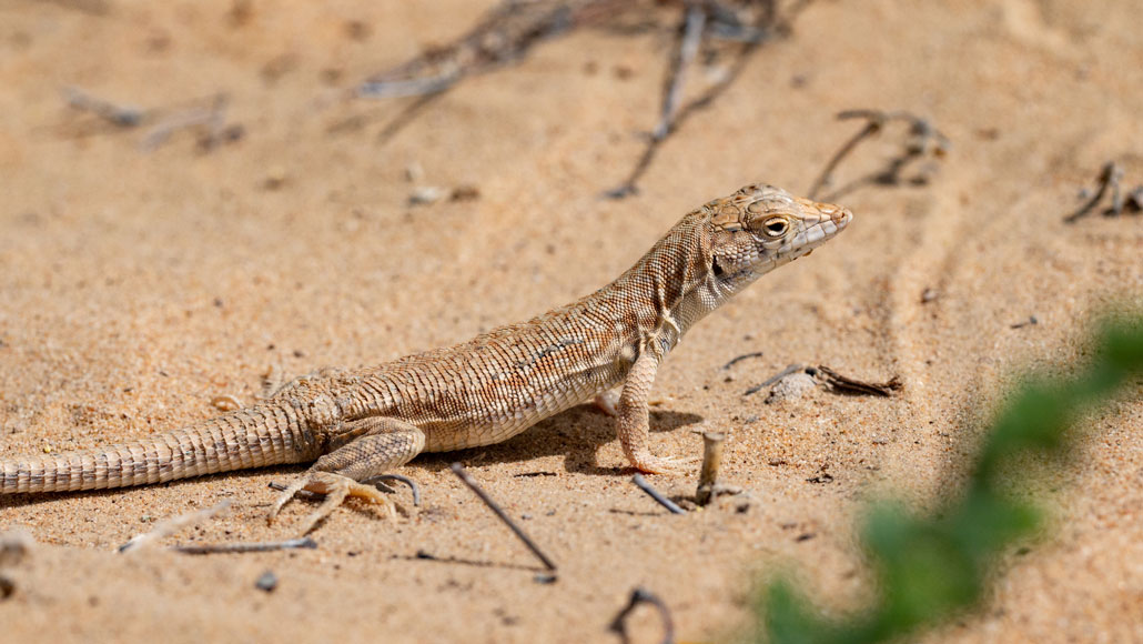 How lizards keep detachable tails from falling off - Ideas and Discoveries