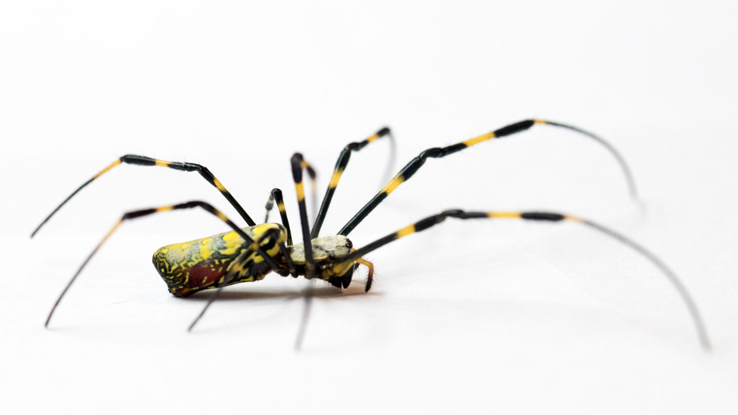 Invasive jorō spiders get huge and flashy — if they’re female - Ideas ...