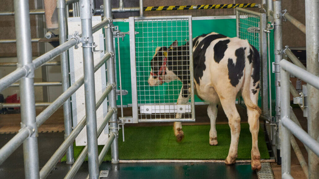 Potty-trained cattle could help reduce pollution - Ideas and Discoveries