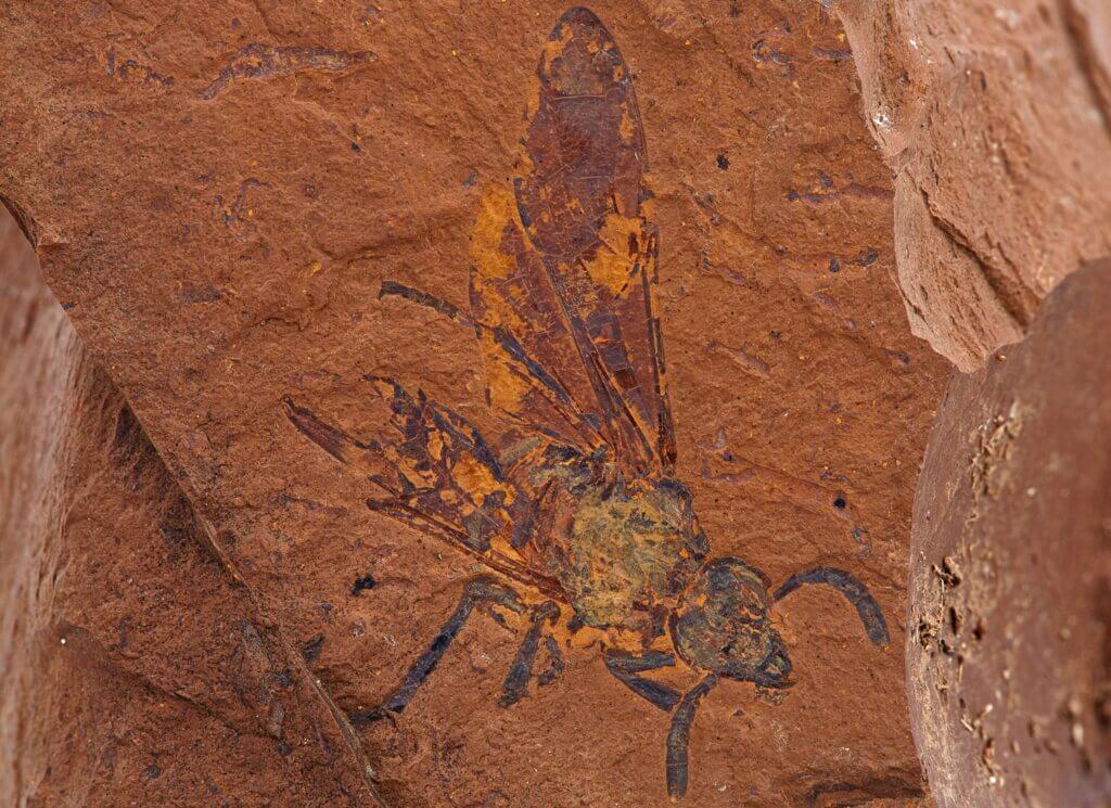 See stunning fossils of insects, fish and plants from an ancient ...