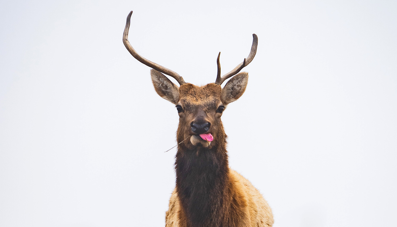 Caribou gut parasites indirectly create a greener tundra - Ideas and ...