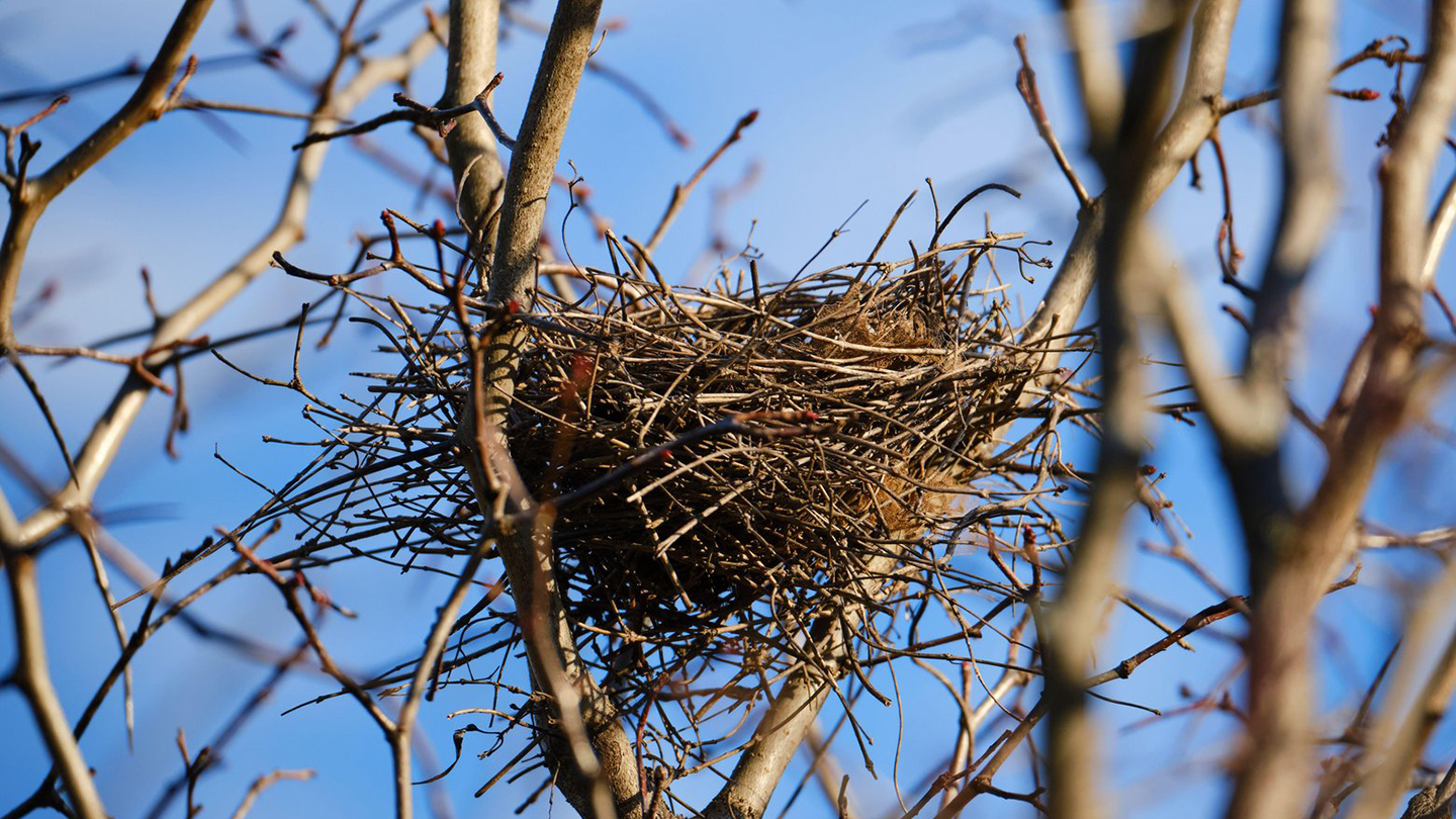 Experiments hint at why bird nests are so sturdy - Ideas and Discoveries