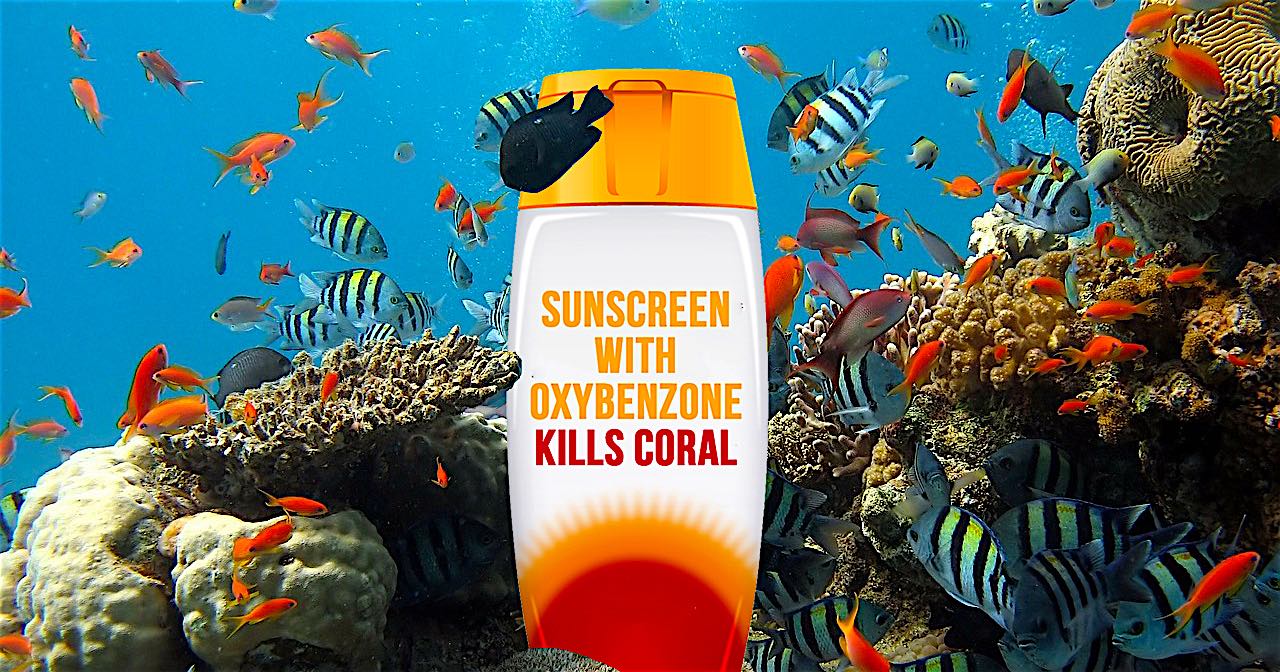 How some sunscreens damage coral reefs - Ideas and Discoveries