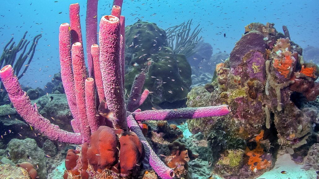 Sea sponges launch slow-motion snot rockets to clean their pores ...