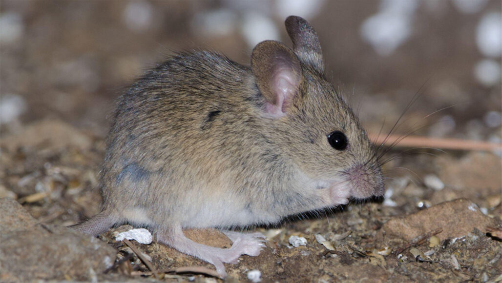 A natural gene drive could steer invasive rodents on islands to ...