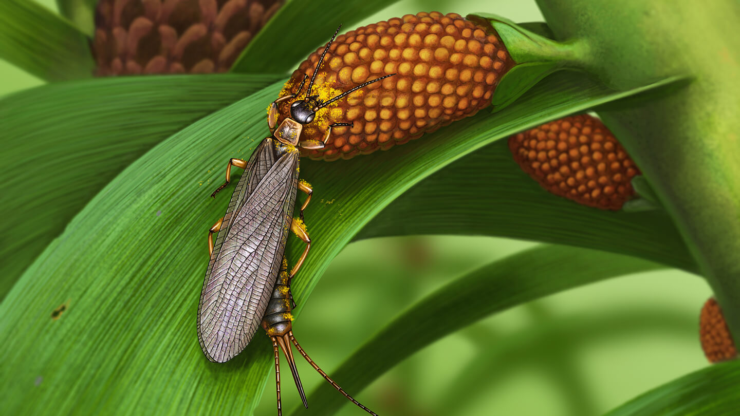 The oldest known pollen-carrying insects lived about 280 million years ...