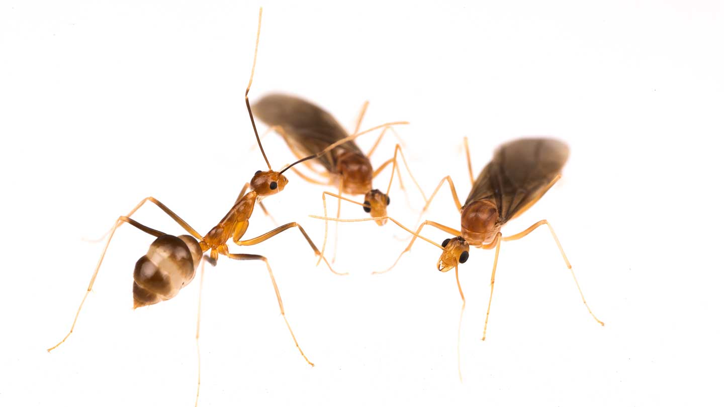 Invasive yellow crazy ants create male ‘chimeras’ to reproduce - Ideas ...