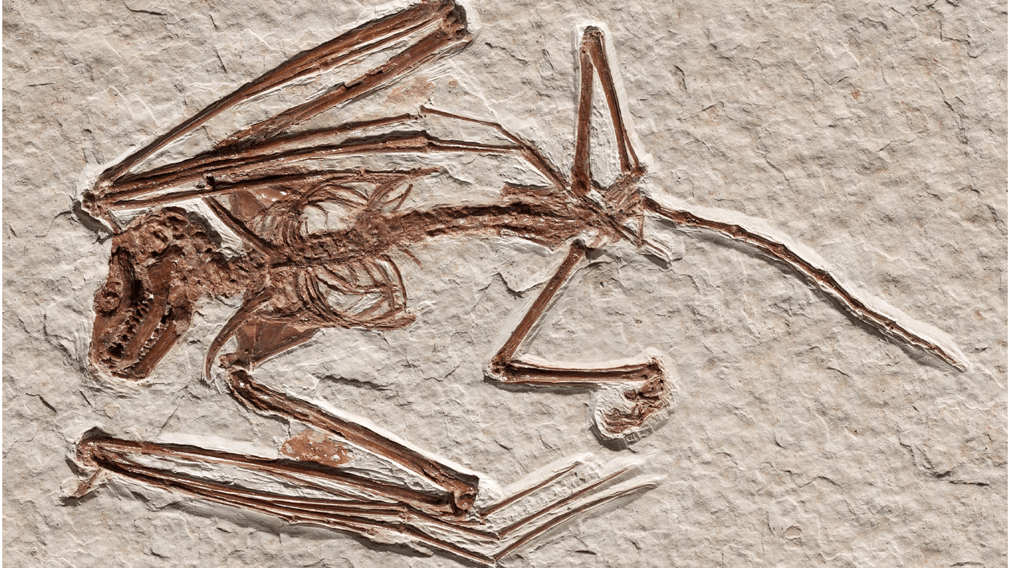 Newfound bat skeletons are the oldest on record - Ideas and Discoveries