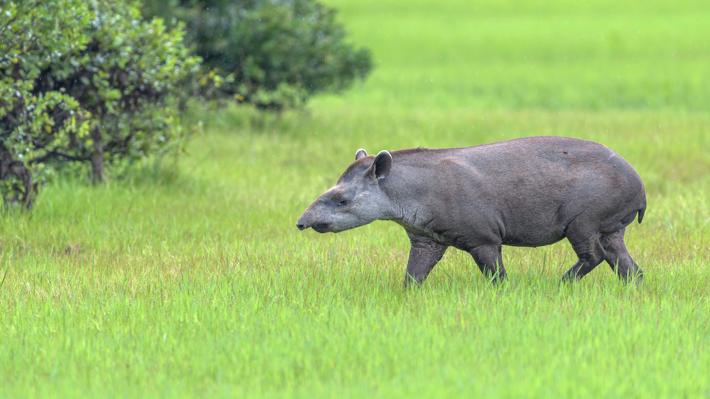 Here are 5 cool findings from a massive project on 240 mammal genomes ...