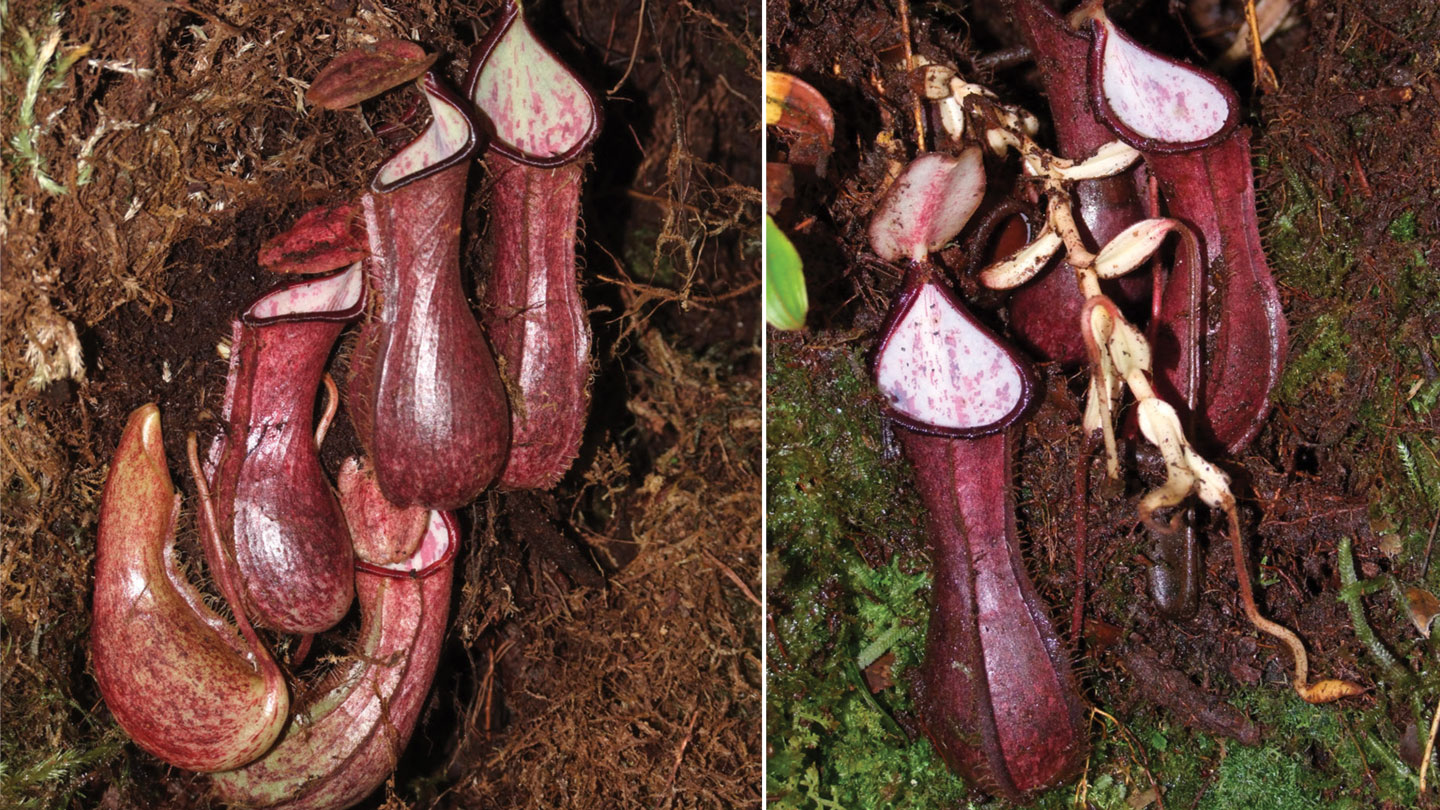 This pitcher plant species sets its deathtraps underground - Ideas and ...