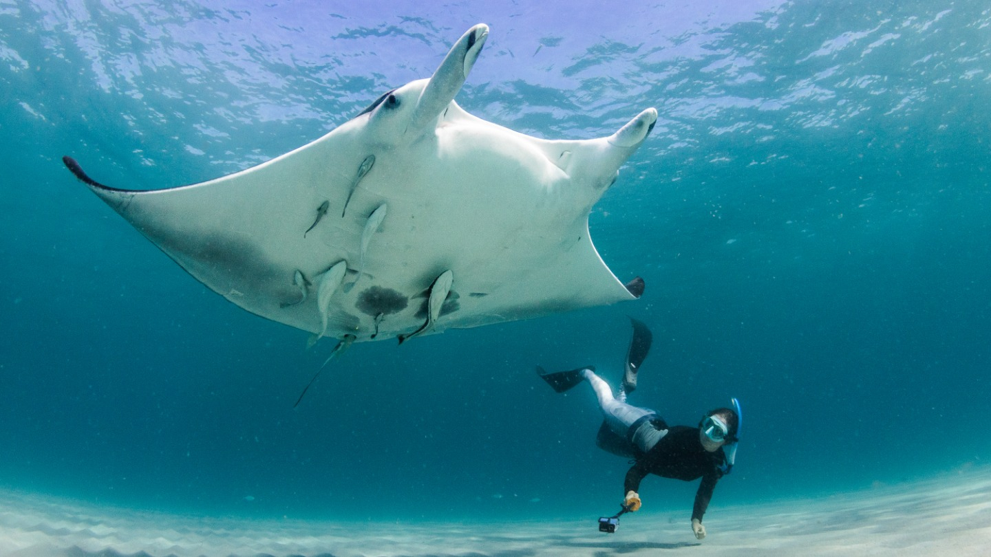 This marine biologist is on a mission to save endangered rays - Ideas ...