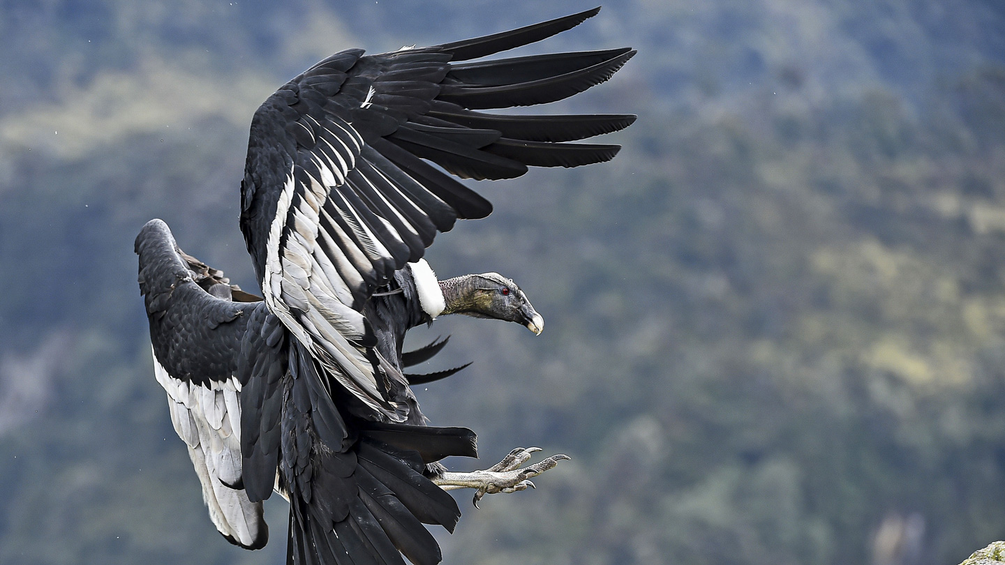 A 2,200-year-old poop time capsule reveals secrets of the Andean condor ...
