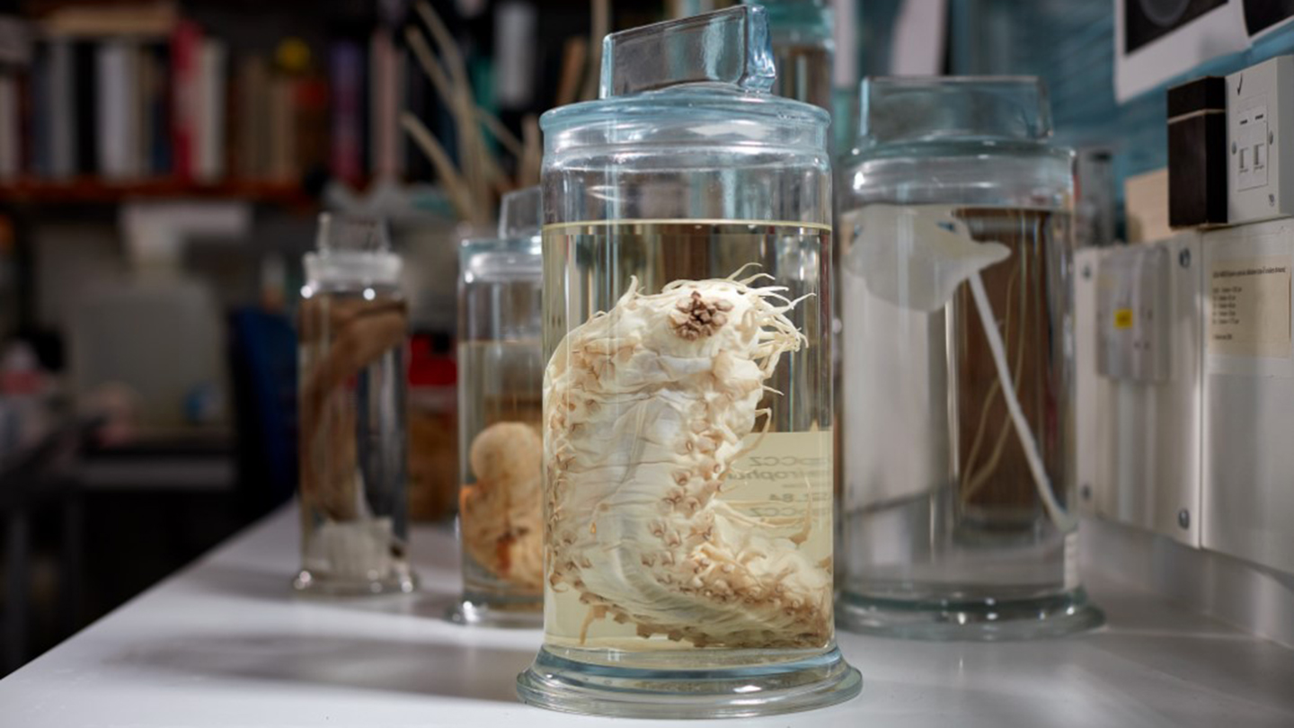 5,000 deep-sea animals new to science turned up in ocean records ...