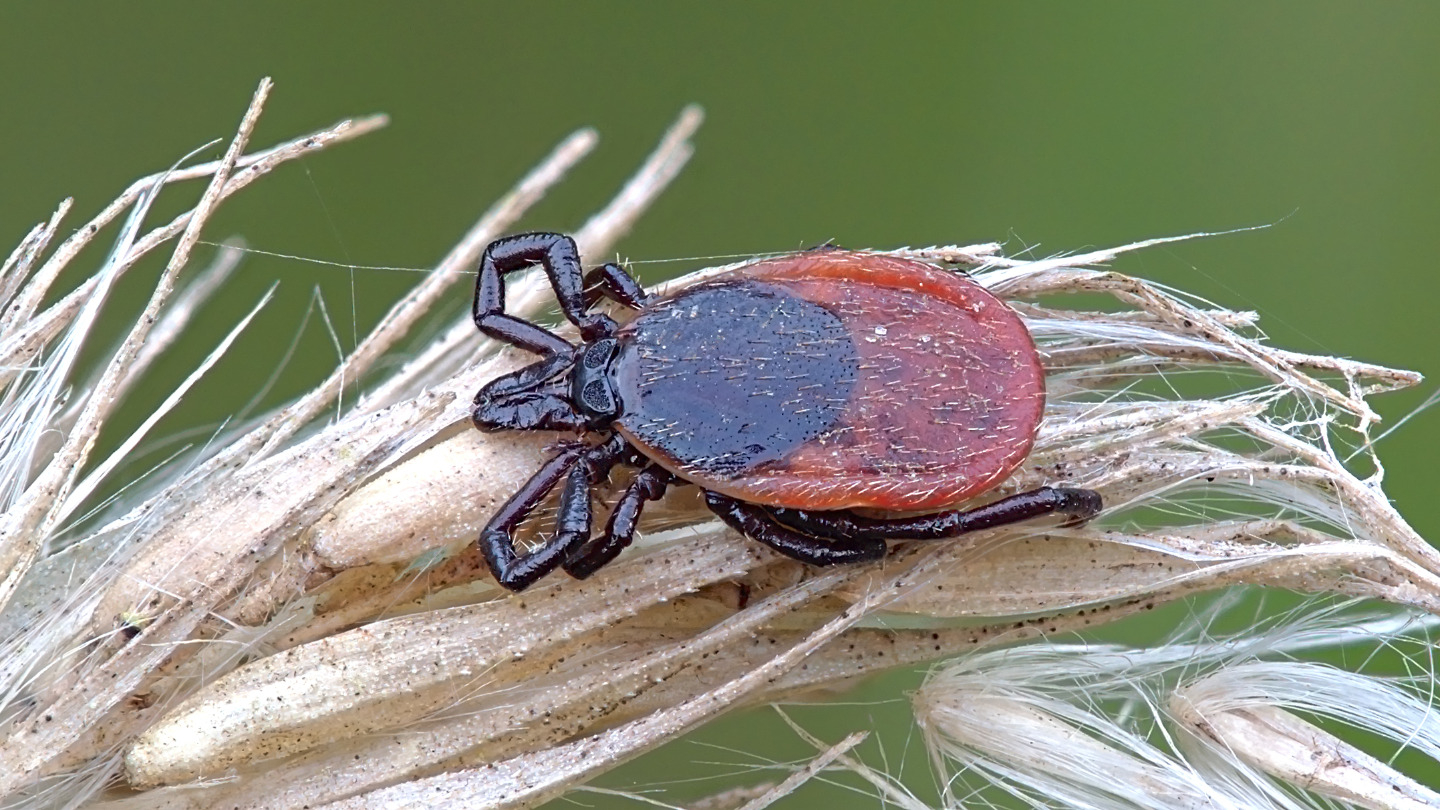 Static electricity can pull ticks on to their hosts - Ideas and Discoveries
