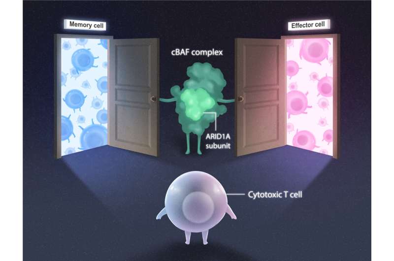 Mapping the development of infection-fighting immune cells - Ideas and ...
