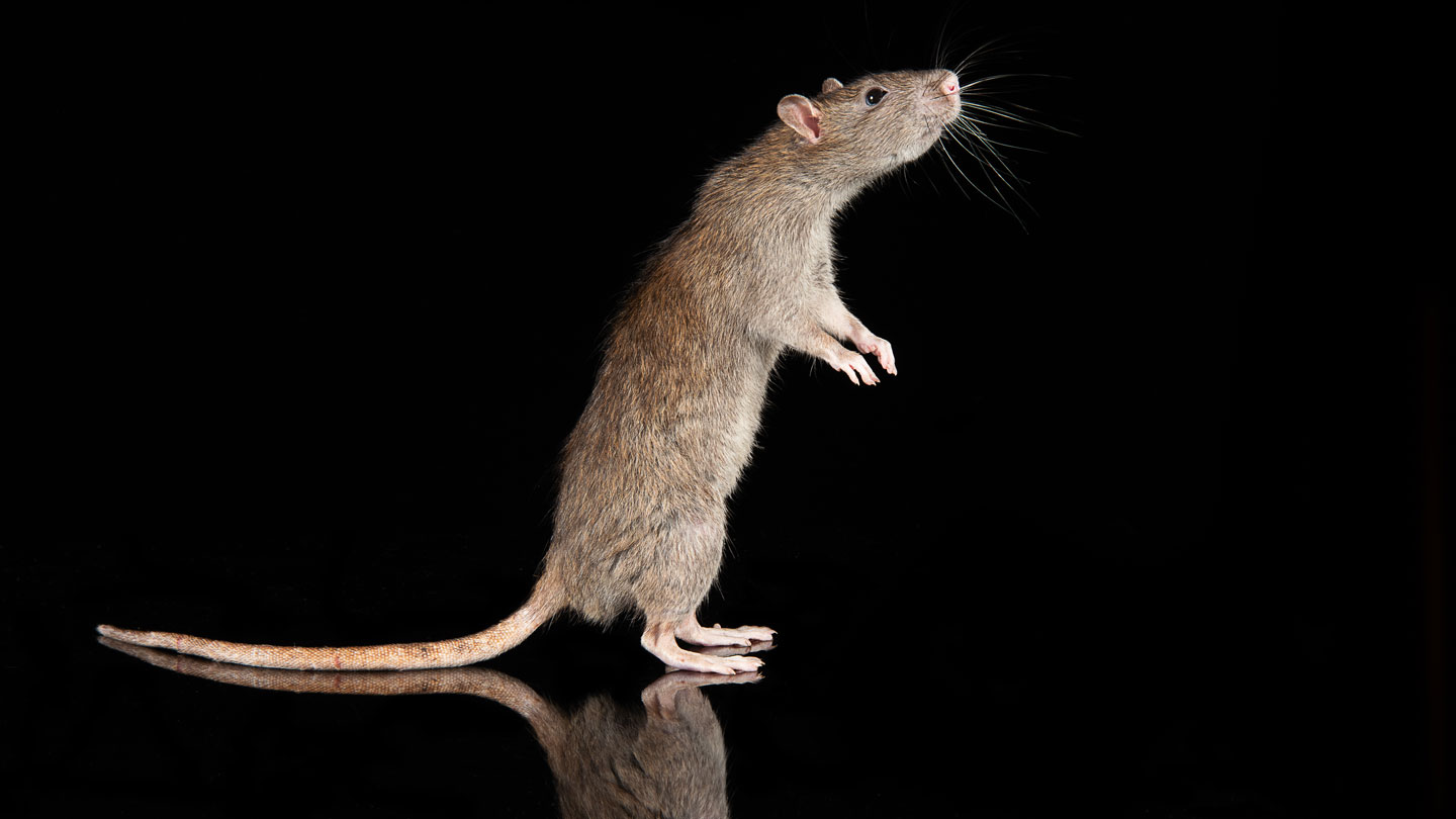 Rats sense the wind with antennae-like whiskers above their eyes ...
