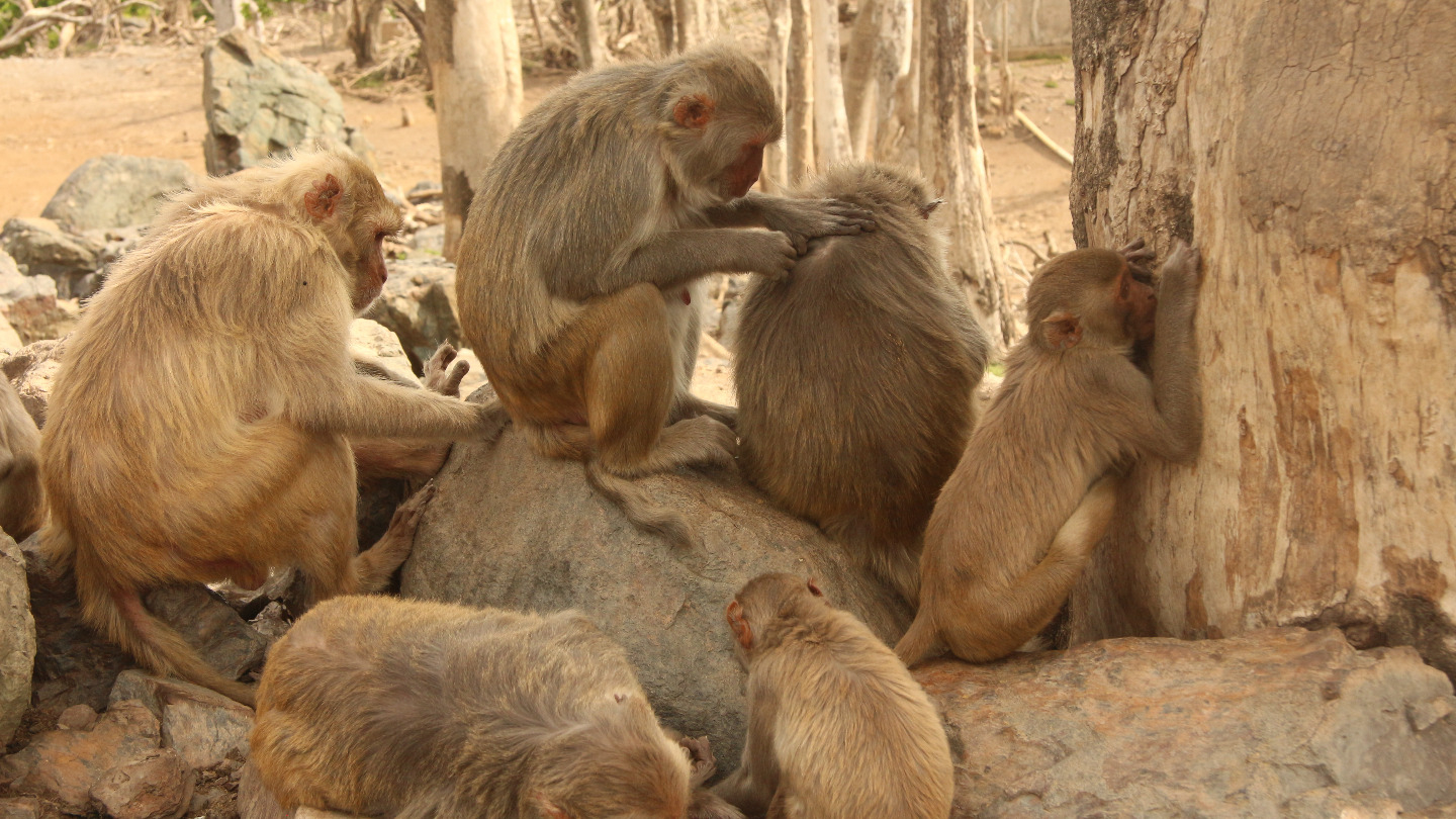 Macaques in Puerto Rico learned to share shade after Hurricane Maria ...