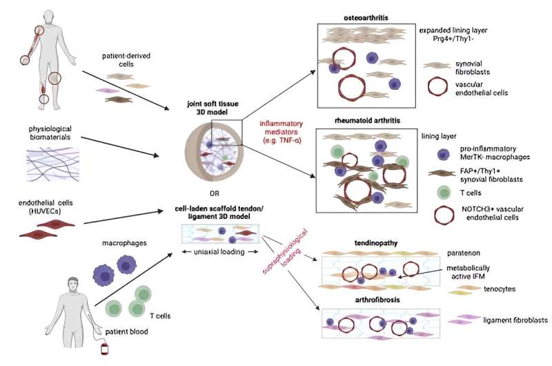 Custom-made 3D lab models could unlock the secret to soft tissue joint ...