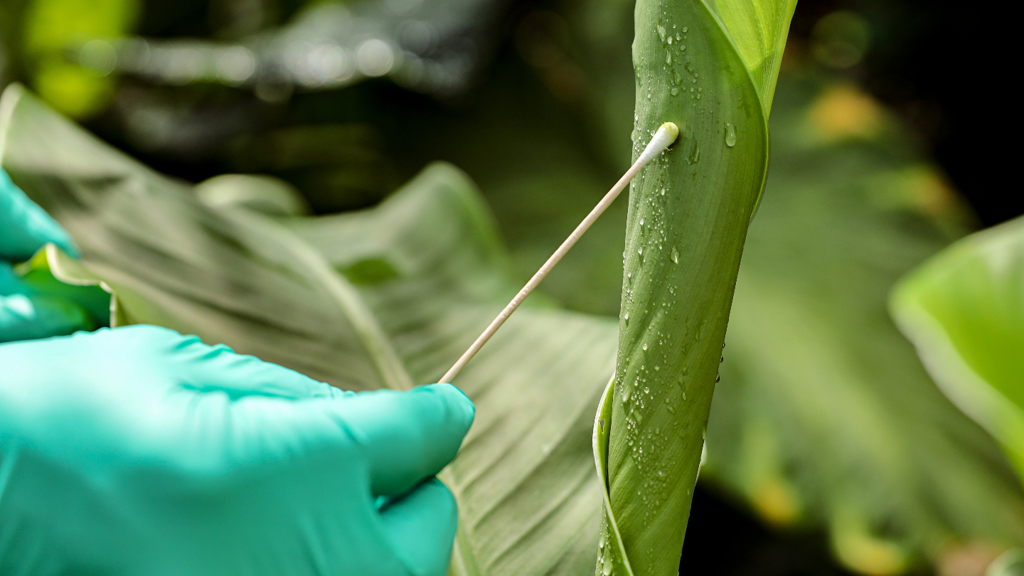 A DNA leaf swab technique could revolutionize biodiversity monitoring ...