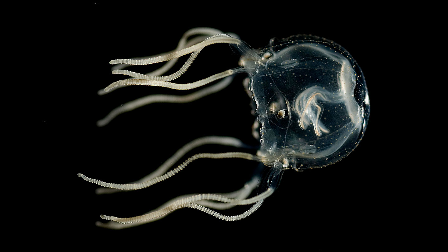These brainless jellyfish use their eyes and bundles of nerves to learn - Ideas and Discoveries