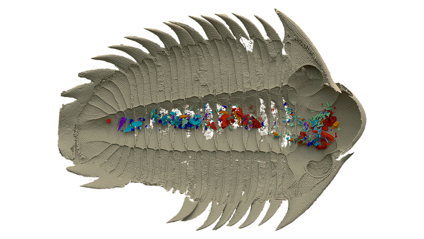 A one-of-a-kind trilobite fossil hints at what and how these creatures ...