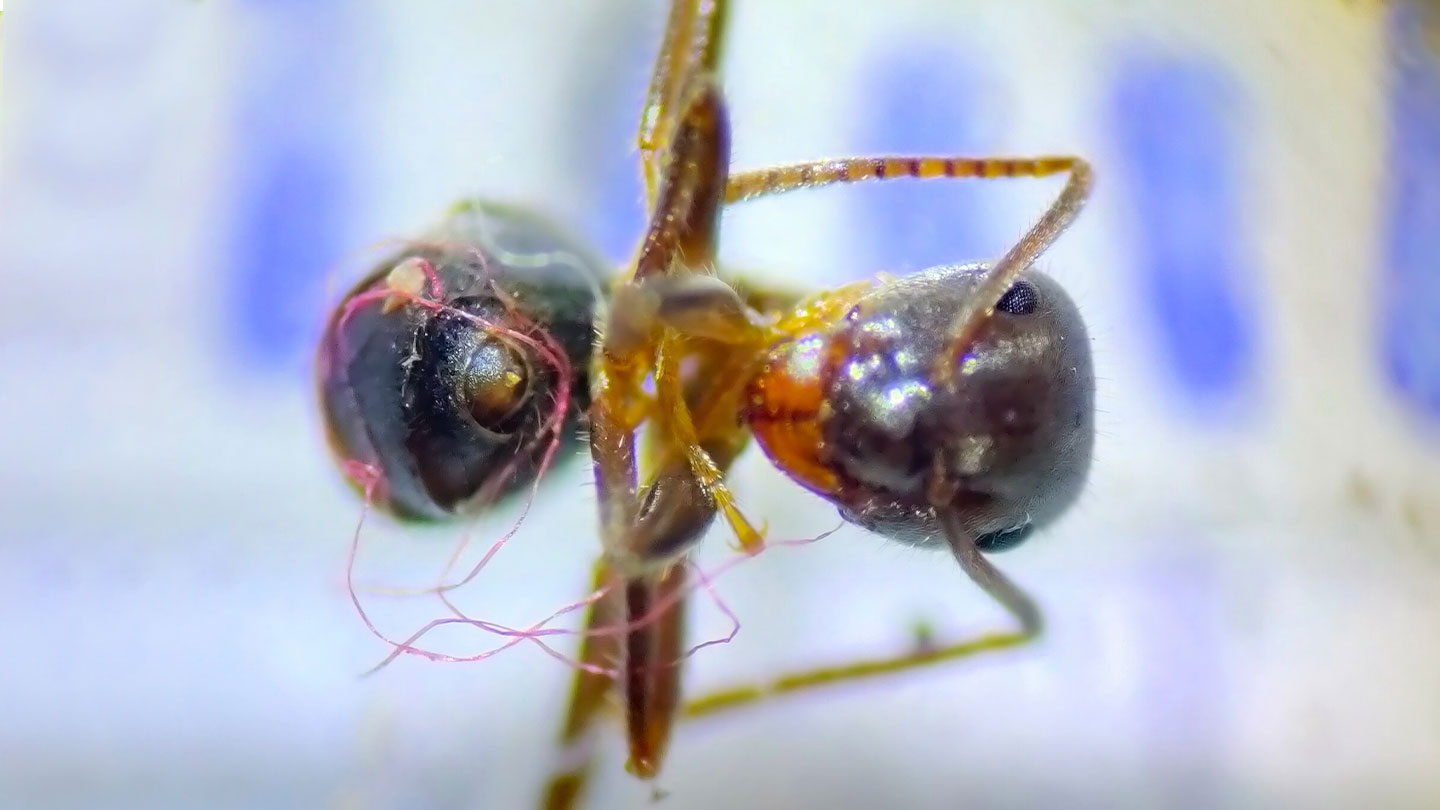Ants may be the first known insects ensnared in plastic pollution ...