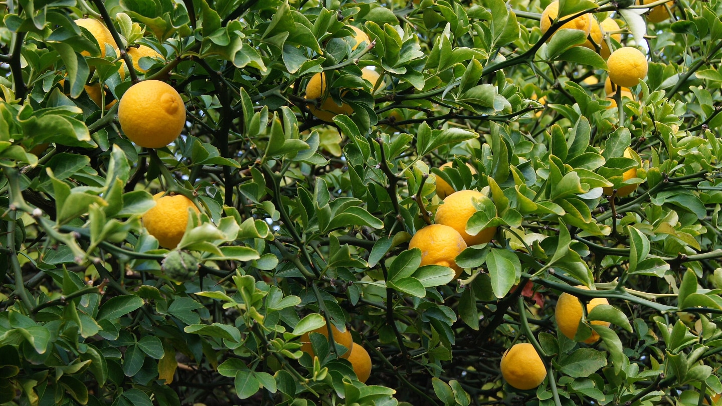 The first citrus fruits may have come from southern China - Ideas and ...