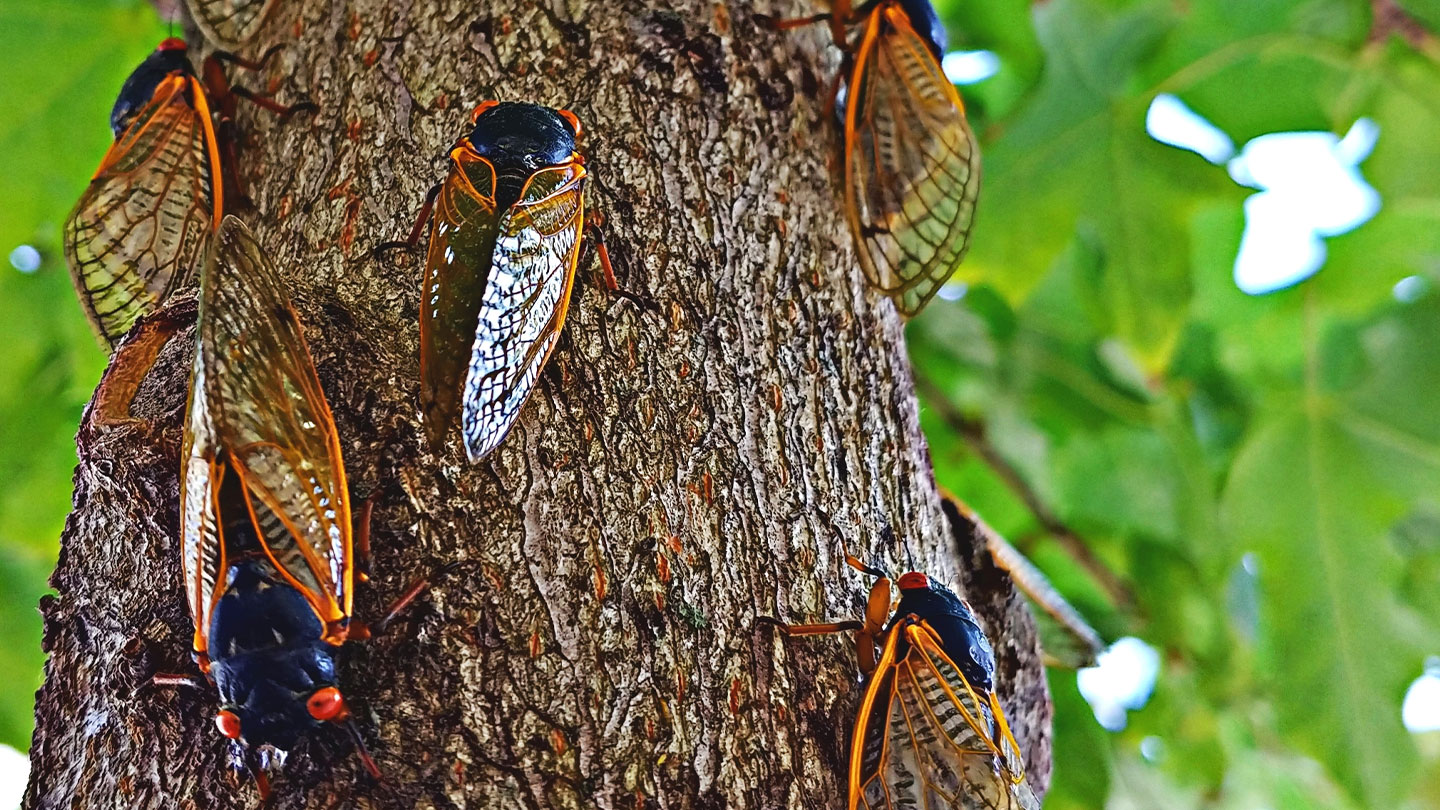 Scientists debunked a long-standing cicada myth by analyzing their guts ...