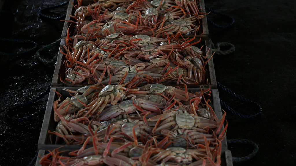 10 billion snow crabs have disappeared off the Alaskan coast. Here’s why - Ideas and Discoveries