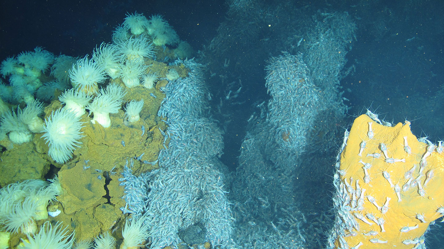 How sea anemones living on deep-sea hydrothermal vents avoid metal poisoning - Ideas and Discoveries