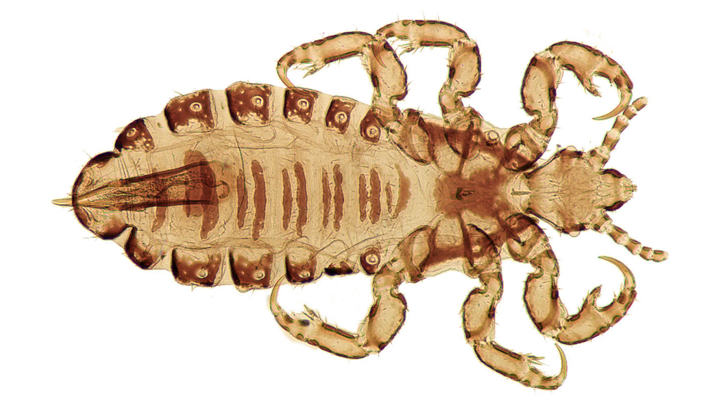Head lice hitched a ride on humans to the Americas at least twice ...