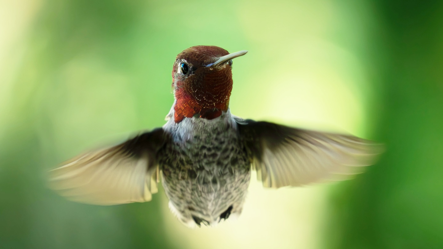How hummingbirds fly through spaces too narrow for their wings - Ideas ...