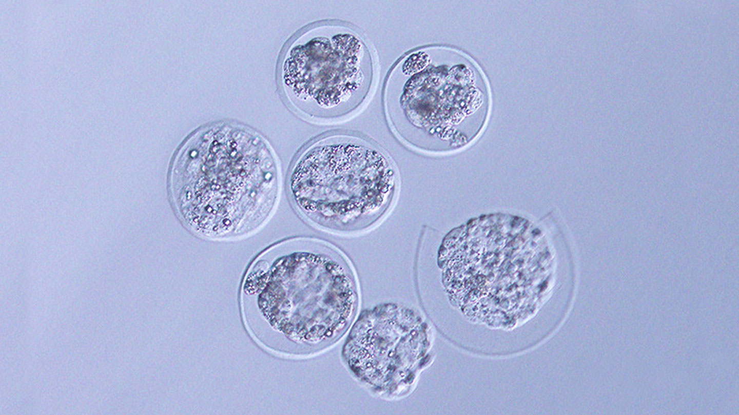 The first embryos from a mammal have now been grown in space - Ideas ...