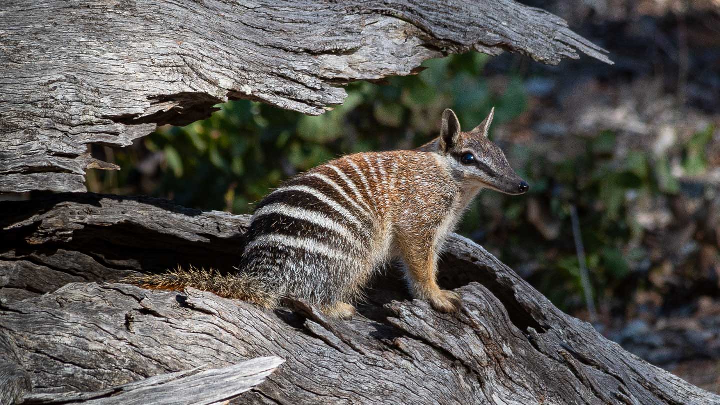 Australia’s numbats may overheat quickly as temperatures rise - Ideas ...