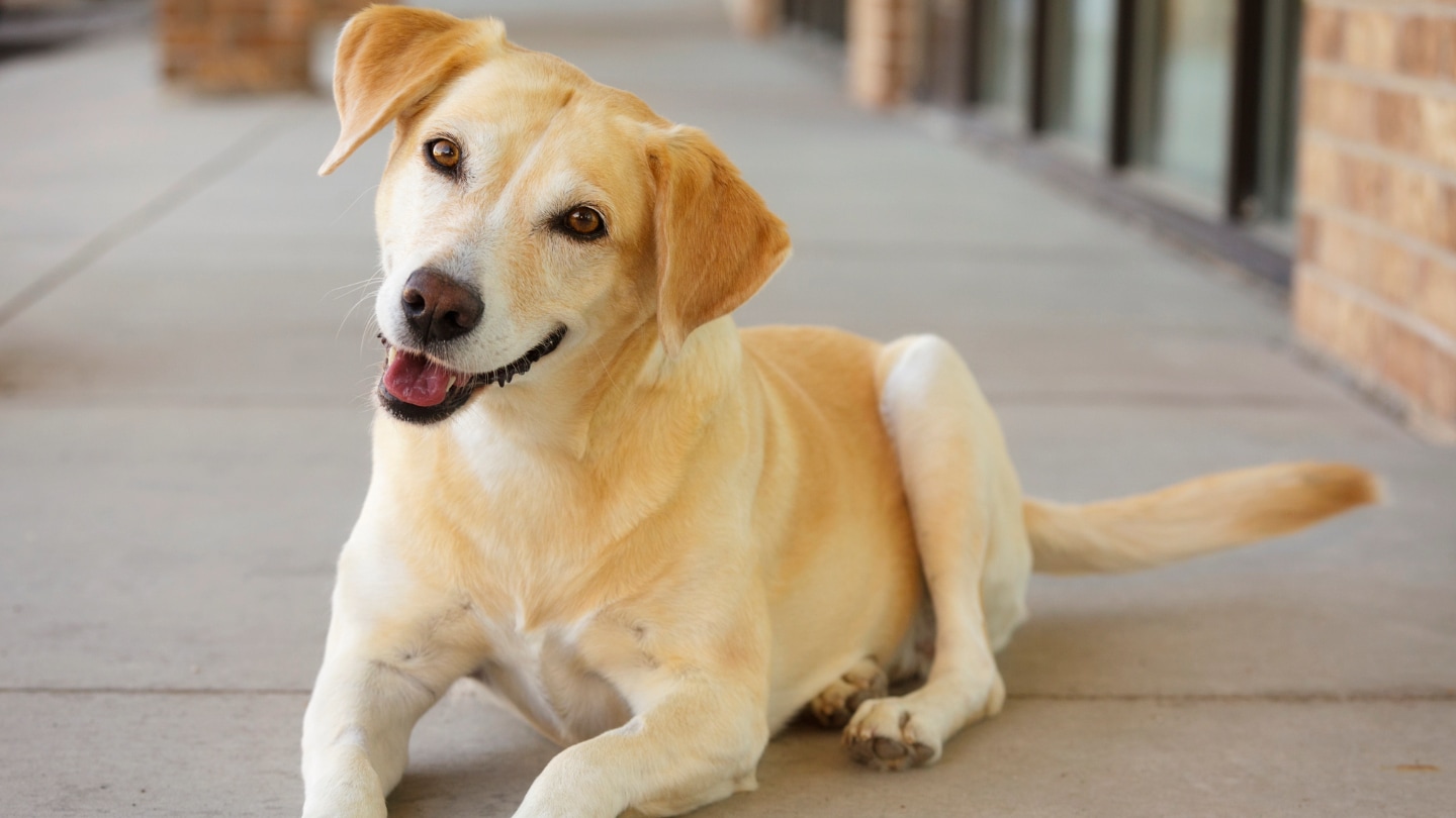 Some mysteries remain about why dogs wag their tails - Ideas and ...