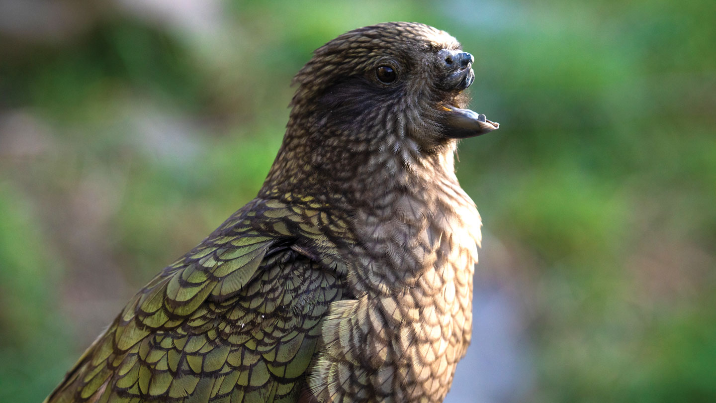 What parrots can teach us about human intelligence - Ideas and Discoveries What parrots can teach us about human intelligence - Ideas and Discoveries