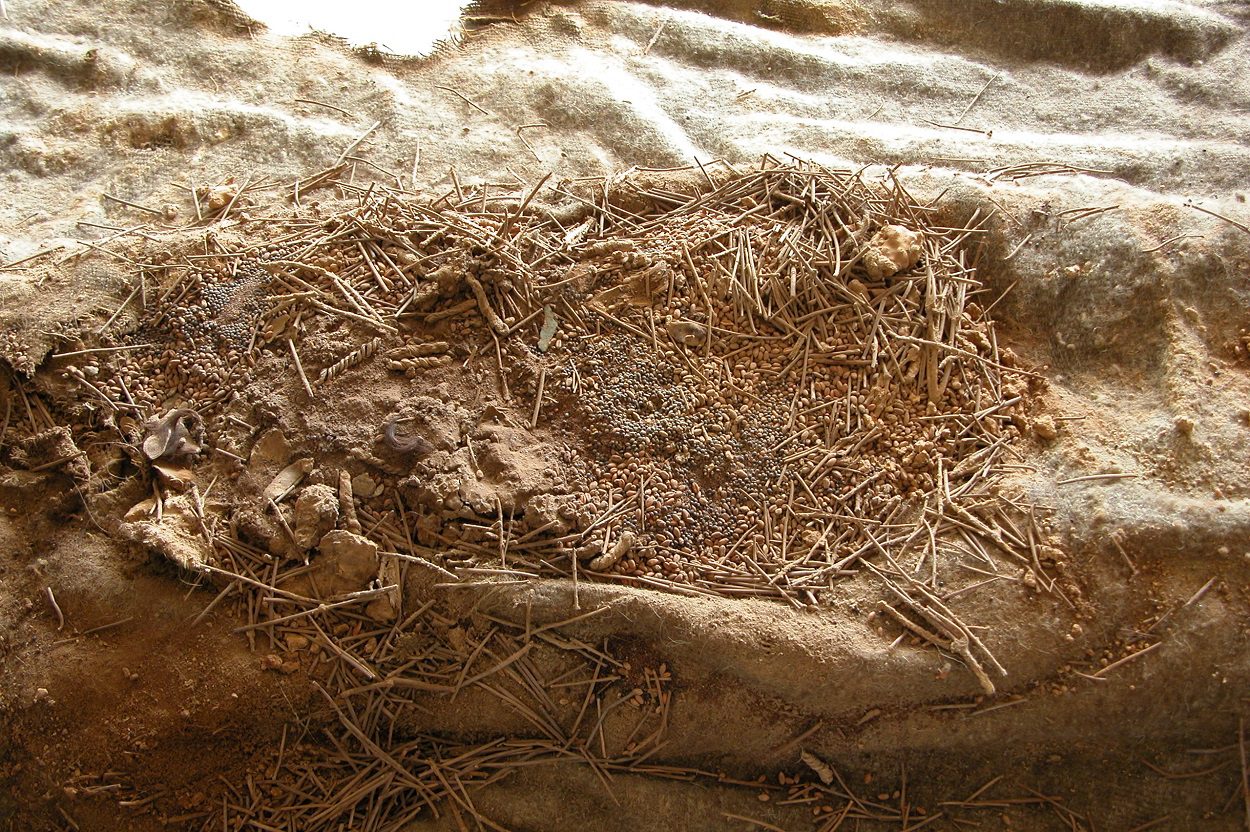 Prehistoric chefs retained strong cooking traditions - Ideas and ...