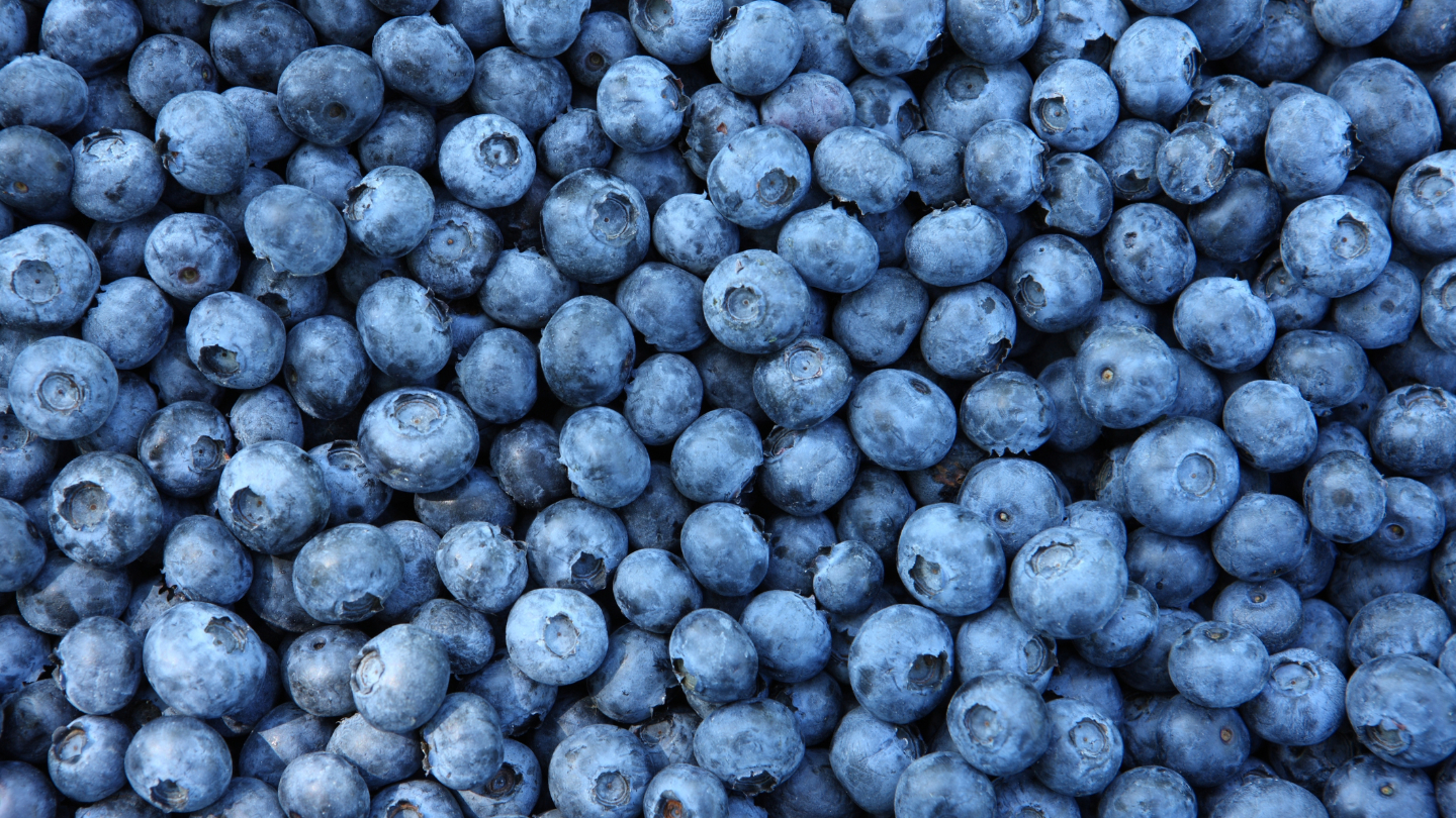 Here’s why blueberries are blue - Ideas and Discoveries
