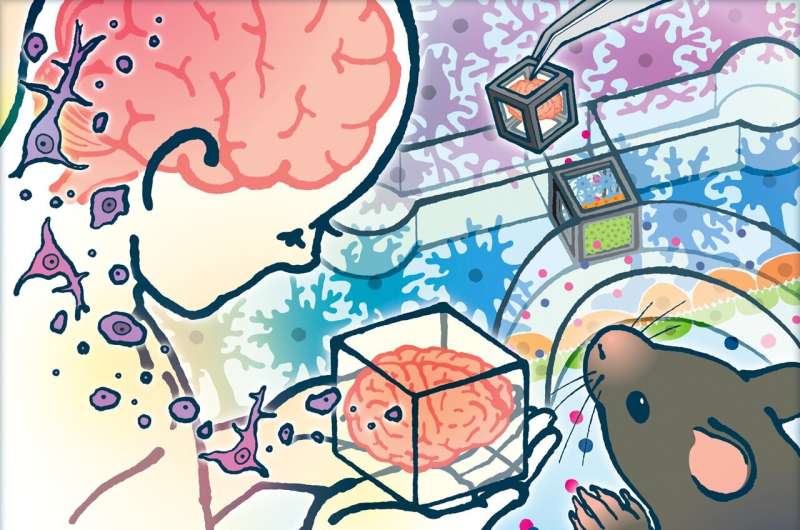 Researchers model blood-brain barrier using 'Tissue-in-a-CUBE' system ...