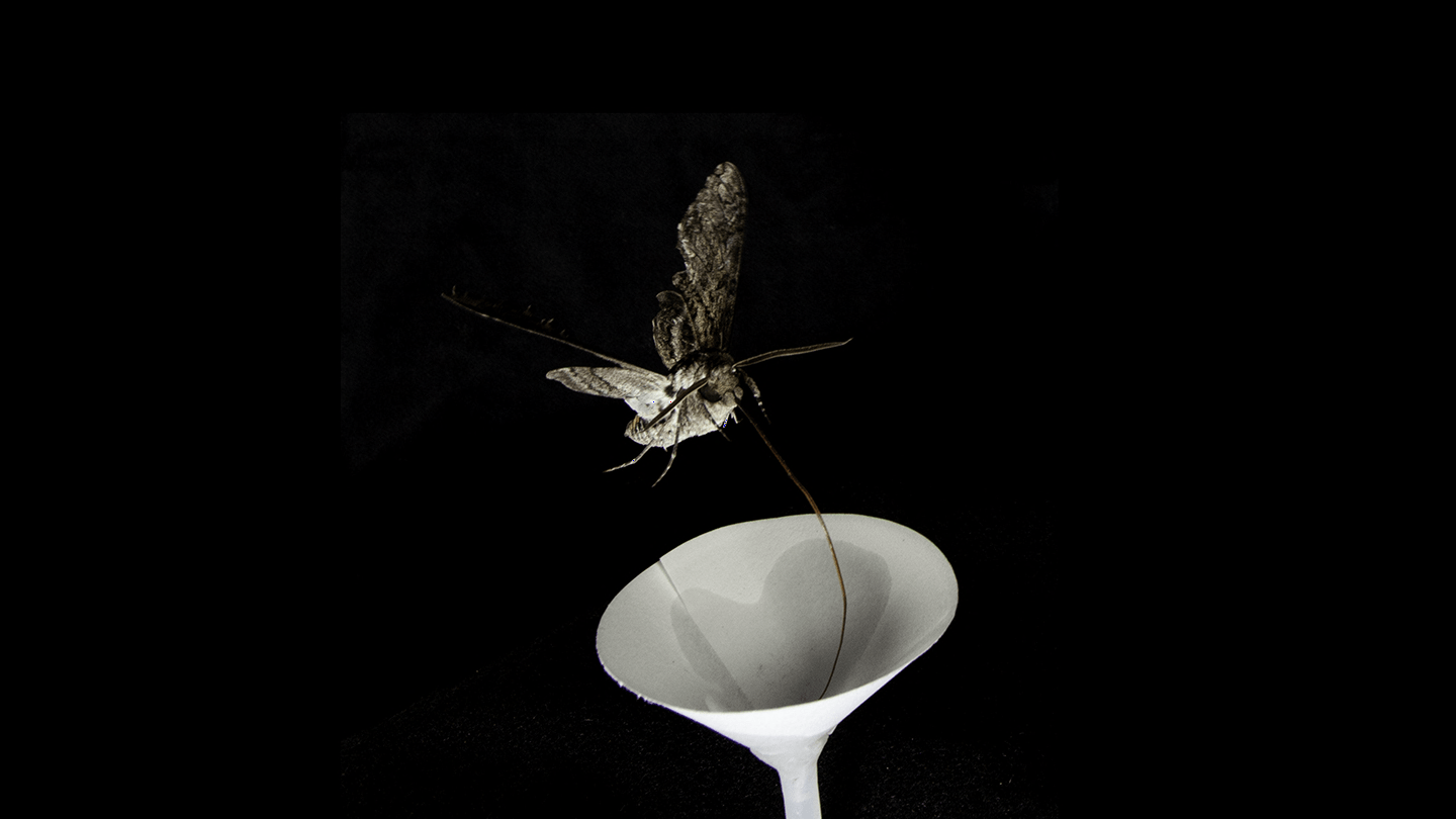 How air pollution can make it harder for pollinators to find flowers ...