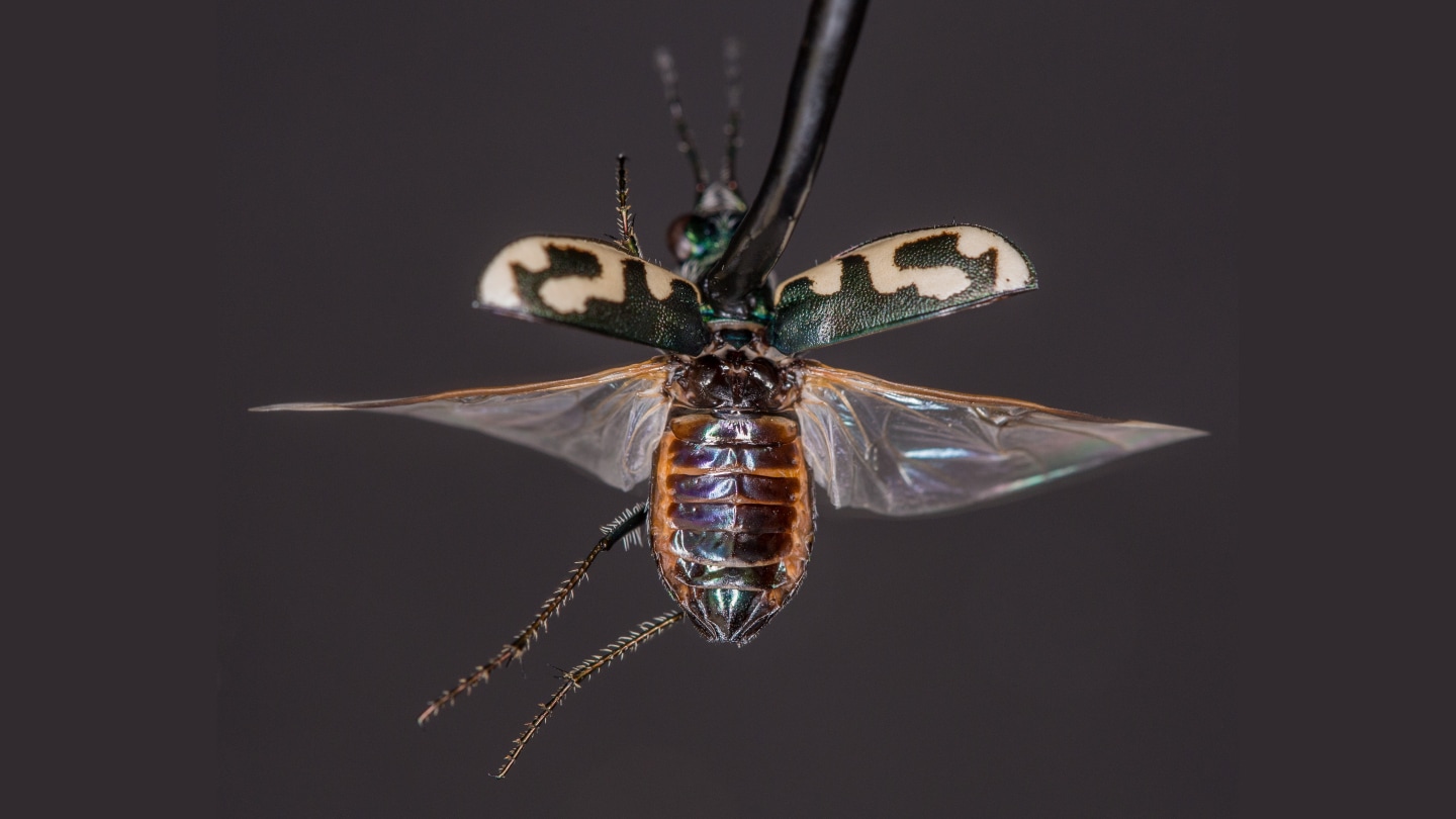 Tiger beetles may weaponize ultrasound against bats - Ideas and Discoveries