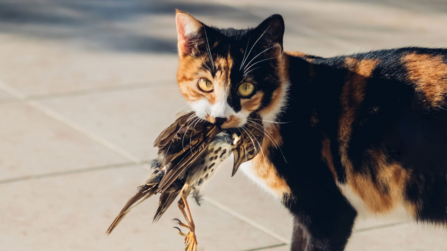 Bird flu can infect cats. What does that mean for their people? - Ideas ...