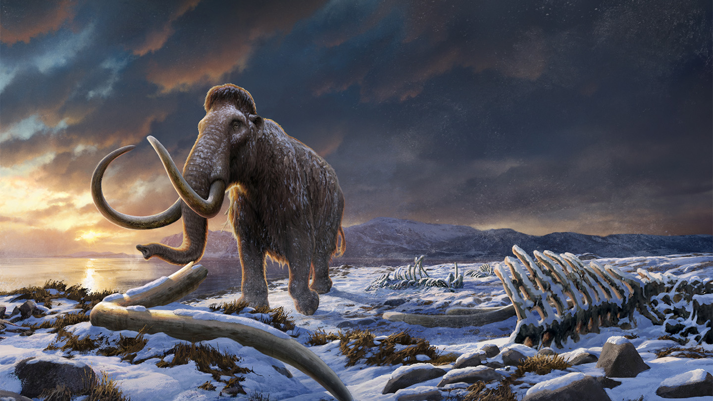 The last woolly mammoths offer new clues to why the species went extinct - Ideas and Discoveries