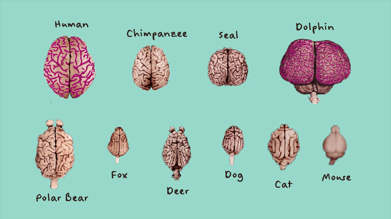 Why do some animals have bigger brains than others? - Ideas and Discoveries
