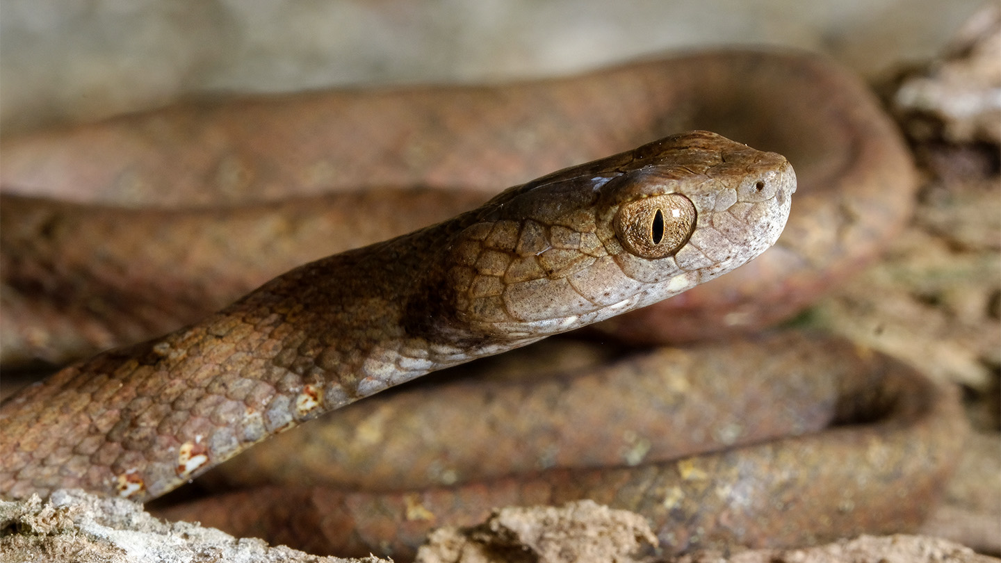 Hundreds of snake species get a new origin story - Ideas and Discoveries