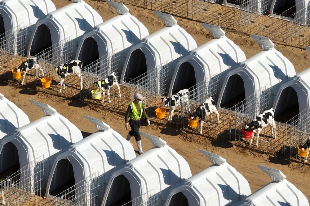 FAO report backs growth of livestock industry despite emissions - Ideas ...